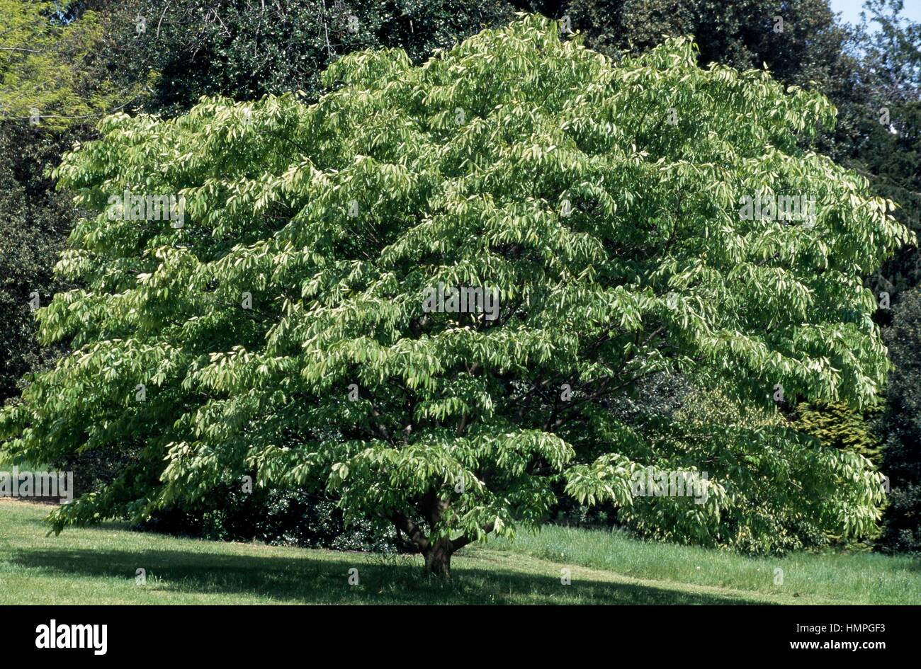 Keyaki or Japanese Zelkova (Zelkova serrata), Ulmaceae Stock Photo - Alamy
