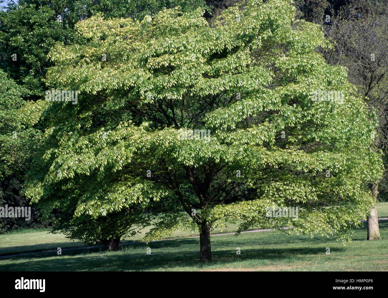 Zelkova (Zelkova sp), Ulmaceae Stock Photo - Alamy