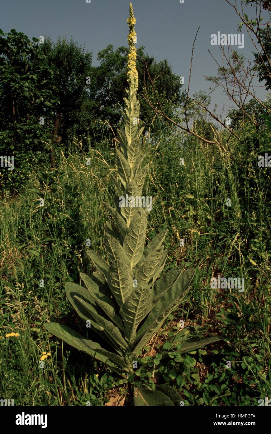 Thapsus hi-res stock photography and images - Alamy