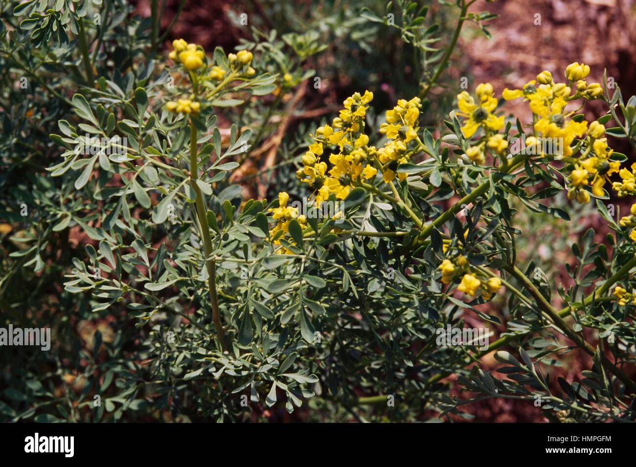Rue, Common rue or Herb-of-grace (Ruta graveolens), Rutaceae Stock ...
