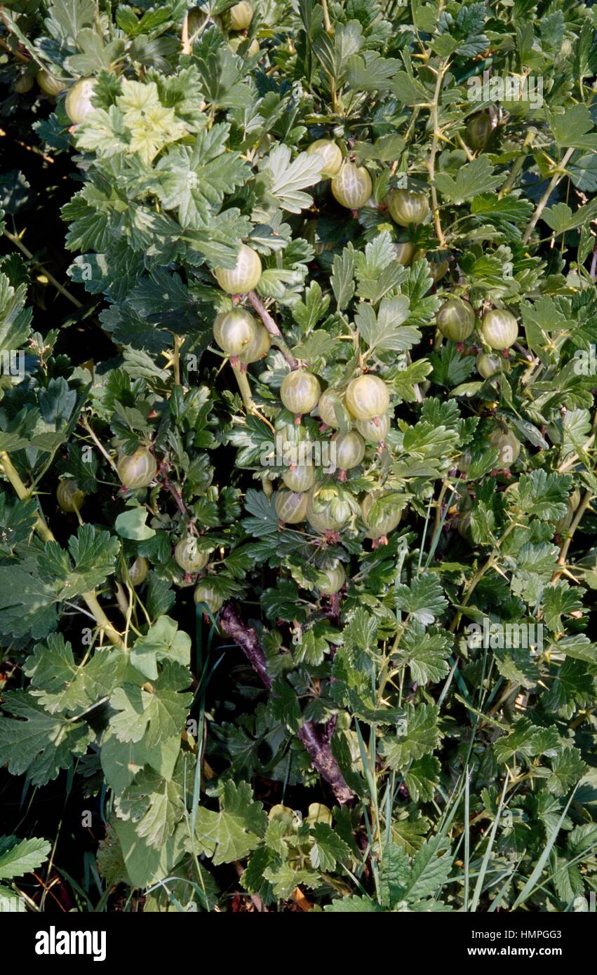 Ribes grossularia hi-res stock photography and images - Alamy