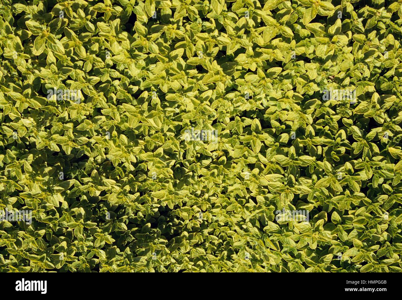 Origanum vulgare aureum hi-res stock photography and images - Alamy