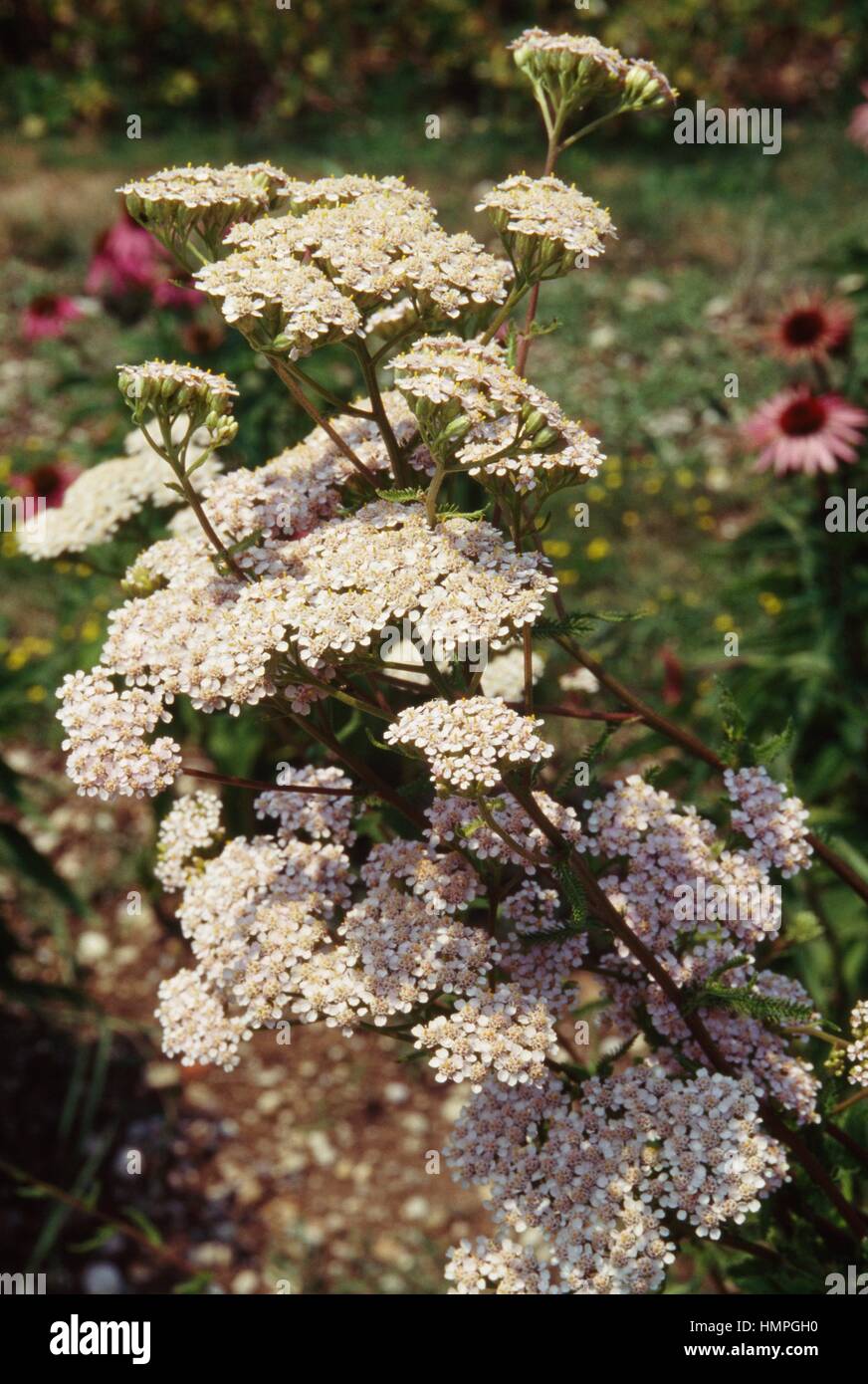 Yarrow or Common yarrow (Achillea millefolium), Asteraceae Stock Photo ...