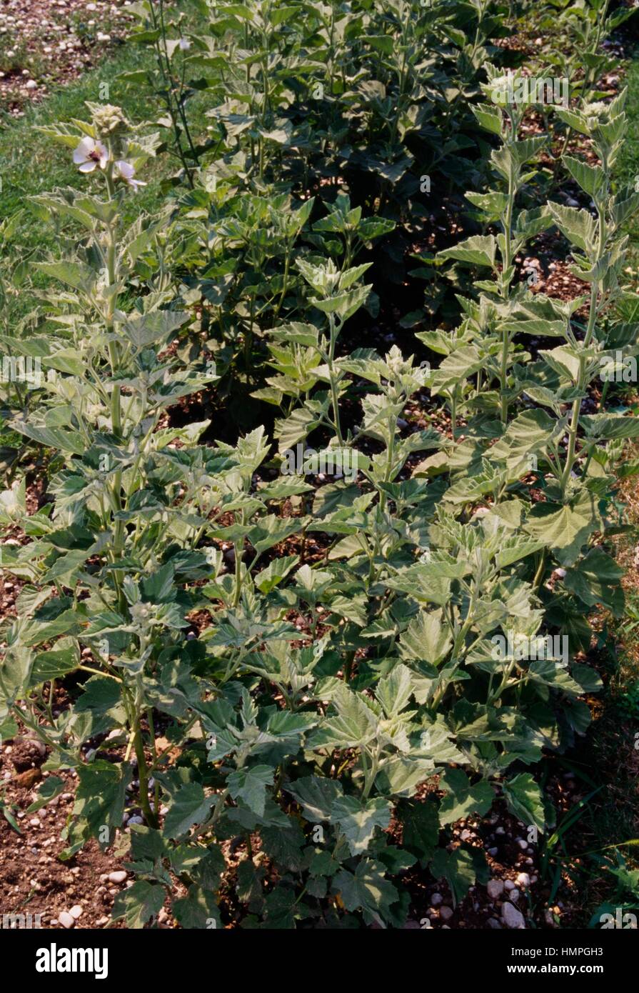Common marshmallow (Althaea officinalis), Malvaceae Stock Photo - Alamy