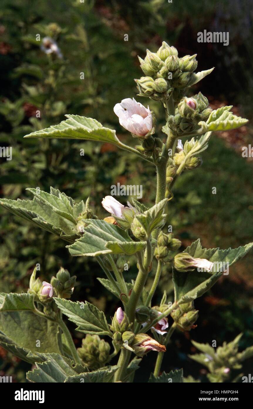 Marshmallow or Common Marshmallow (Althaea officinalis), Malvaceae ...