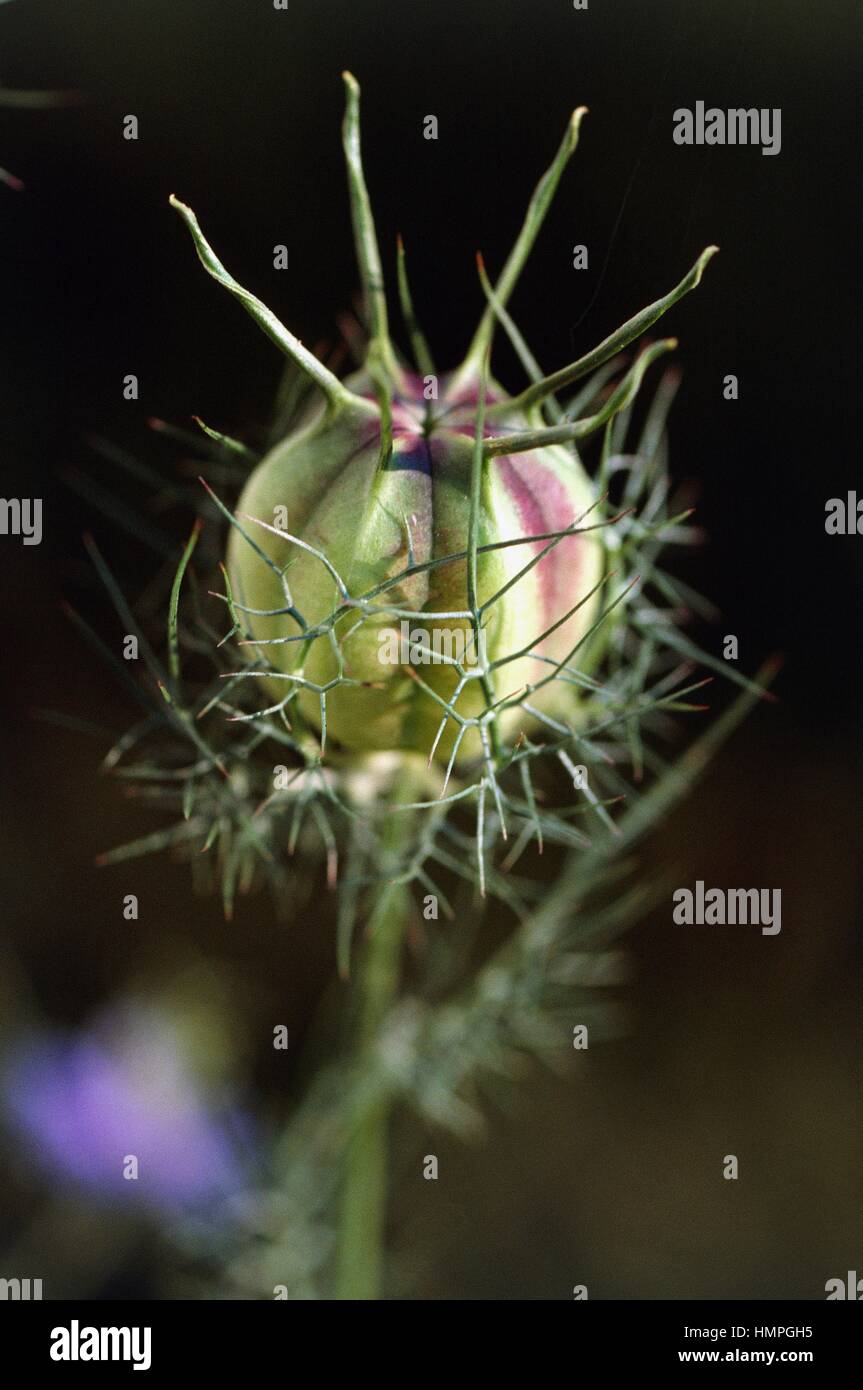 Love-in-a-mist or Ragged lady bud (Nigella damascena), Ranuculaceae ...