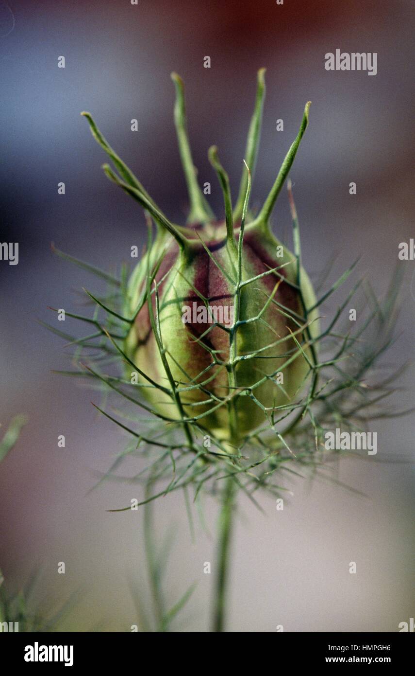Love-in-a-mist or Ragged lady bud (Nigella damascena), Ranuculaceae ...