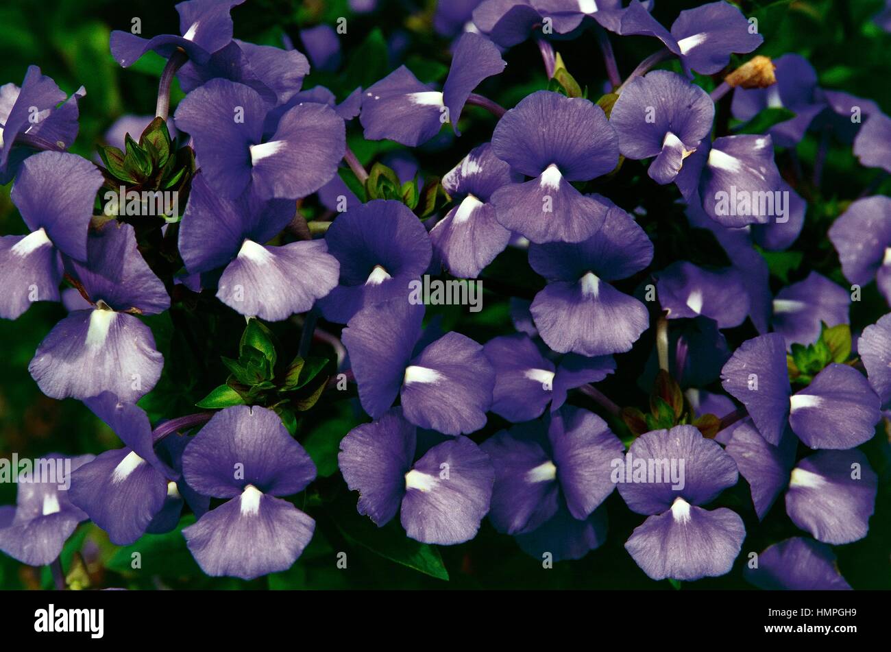 Viola (Viola sp), Violaceae Stock Photo - Alamy
