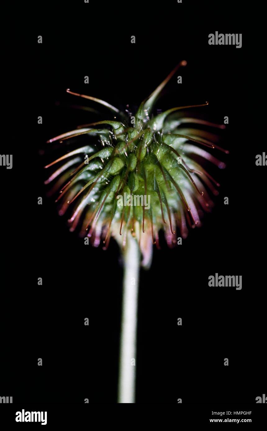 Clove root or herb bennet geum urbanum hi-res stock photography and ...