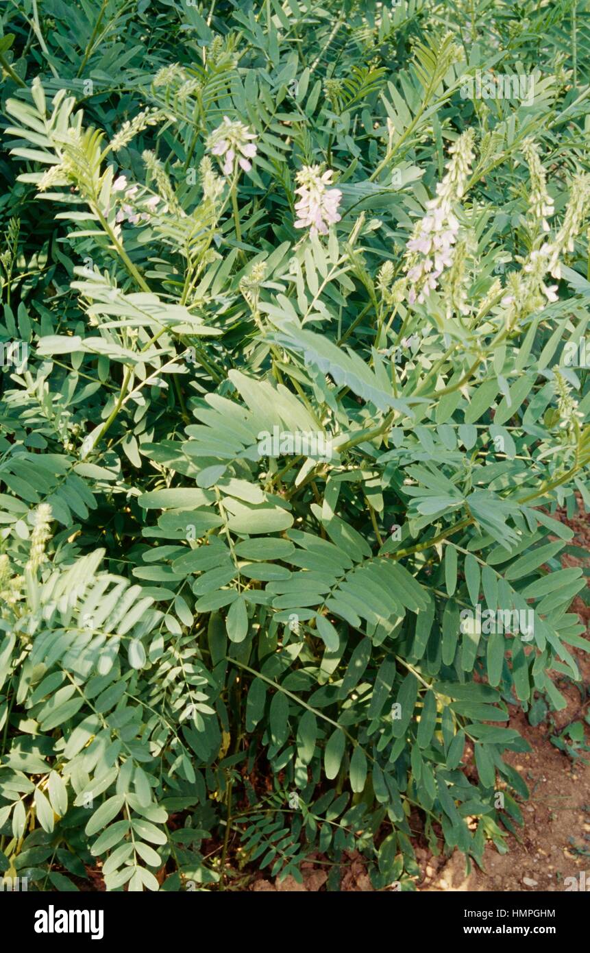Professor-weed (Galega officinalis), Fabaceae Stock Photo - Alamy