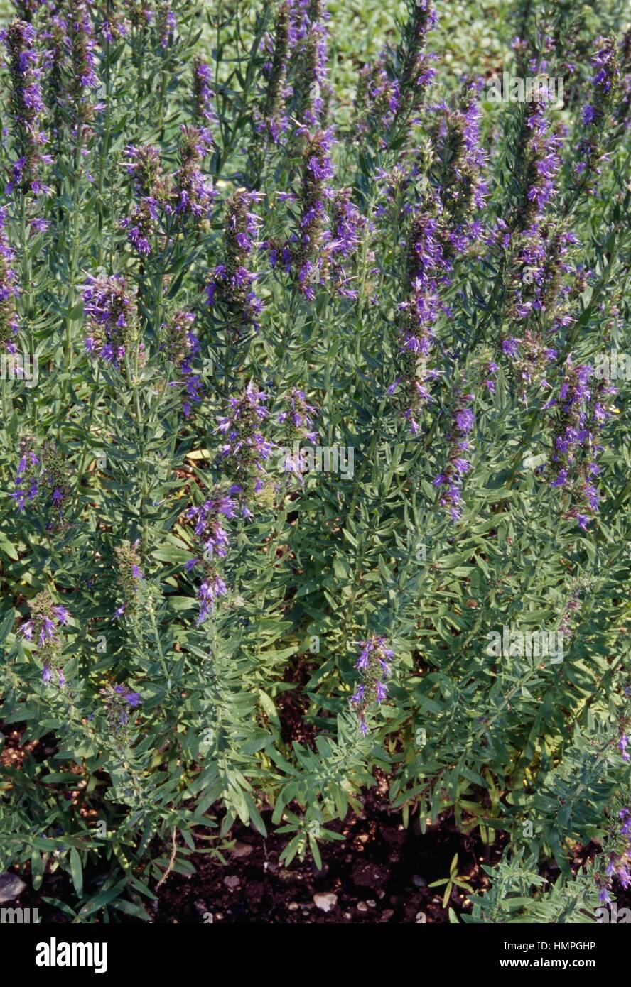 Hyssop (Hyssopus officinalis), Lamiaceae Stock Photo - Alamy