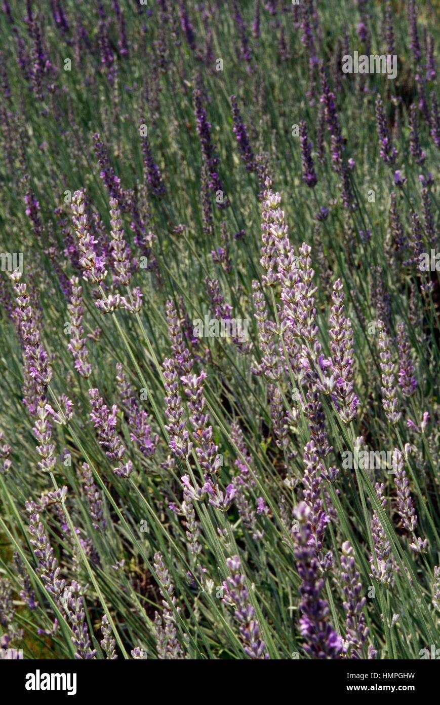 Lavandula officinalis vertical hi-res stock photography and images - Alamy
