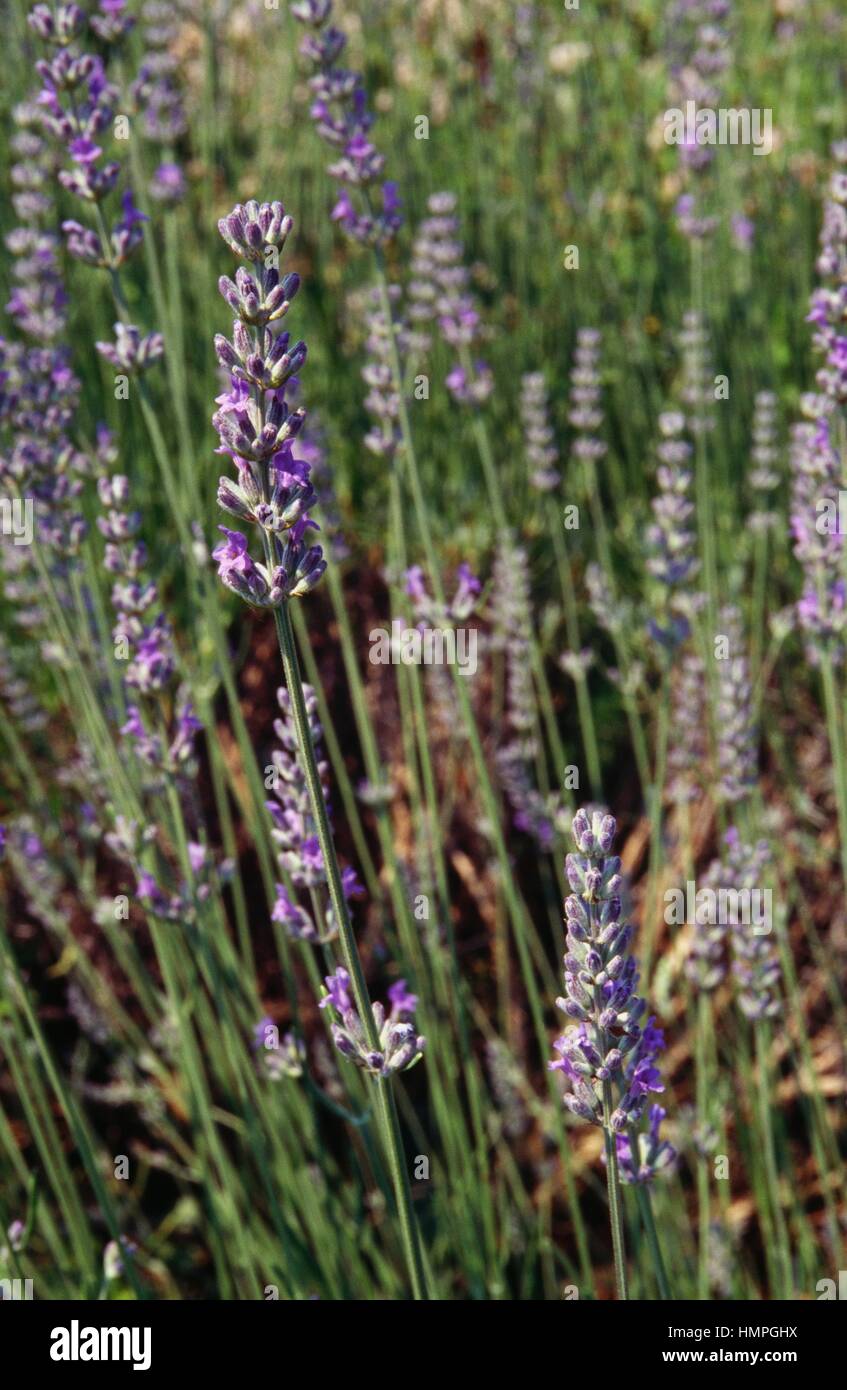 Lavender, English Lavender or Common Lavender (Lavandula officinalis ...