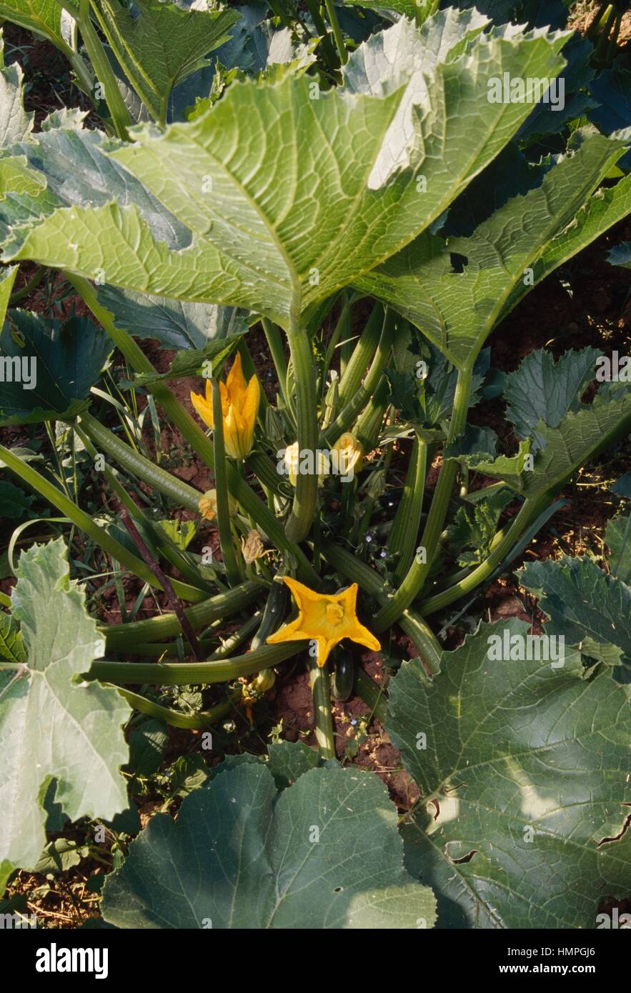 Zucchini squash (Cucurbita pepo), Cucurbitaceae Stock Photo - Alamy