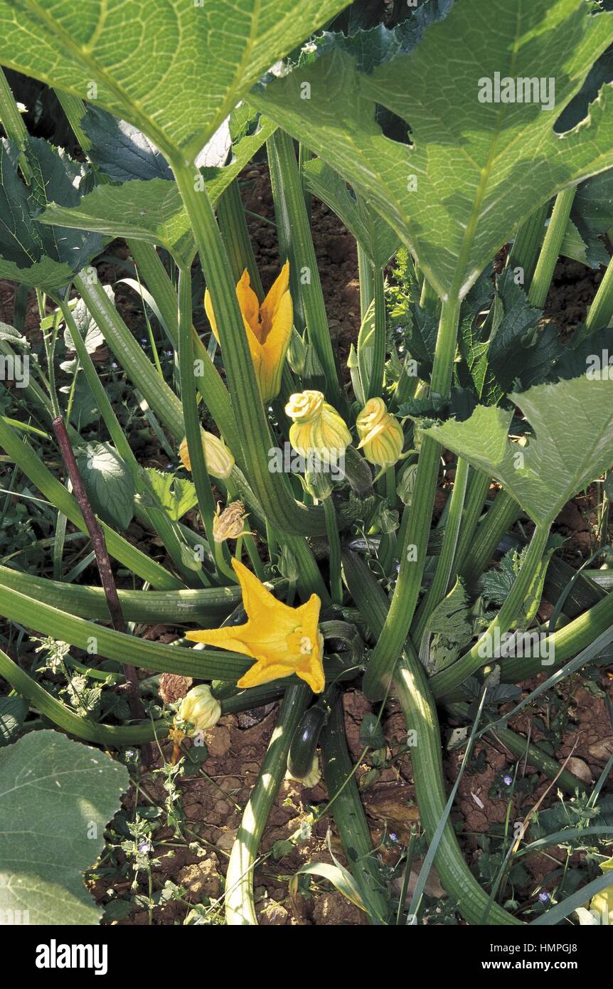 Botany - Cucurbitaceae - Marrow or courgette (Cucurbita pepo), close-up ...