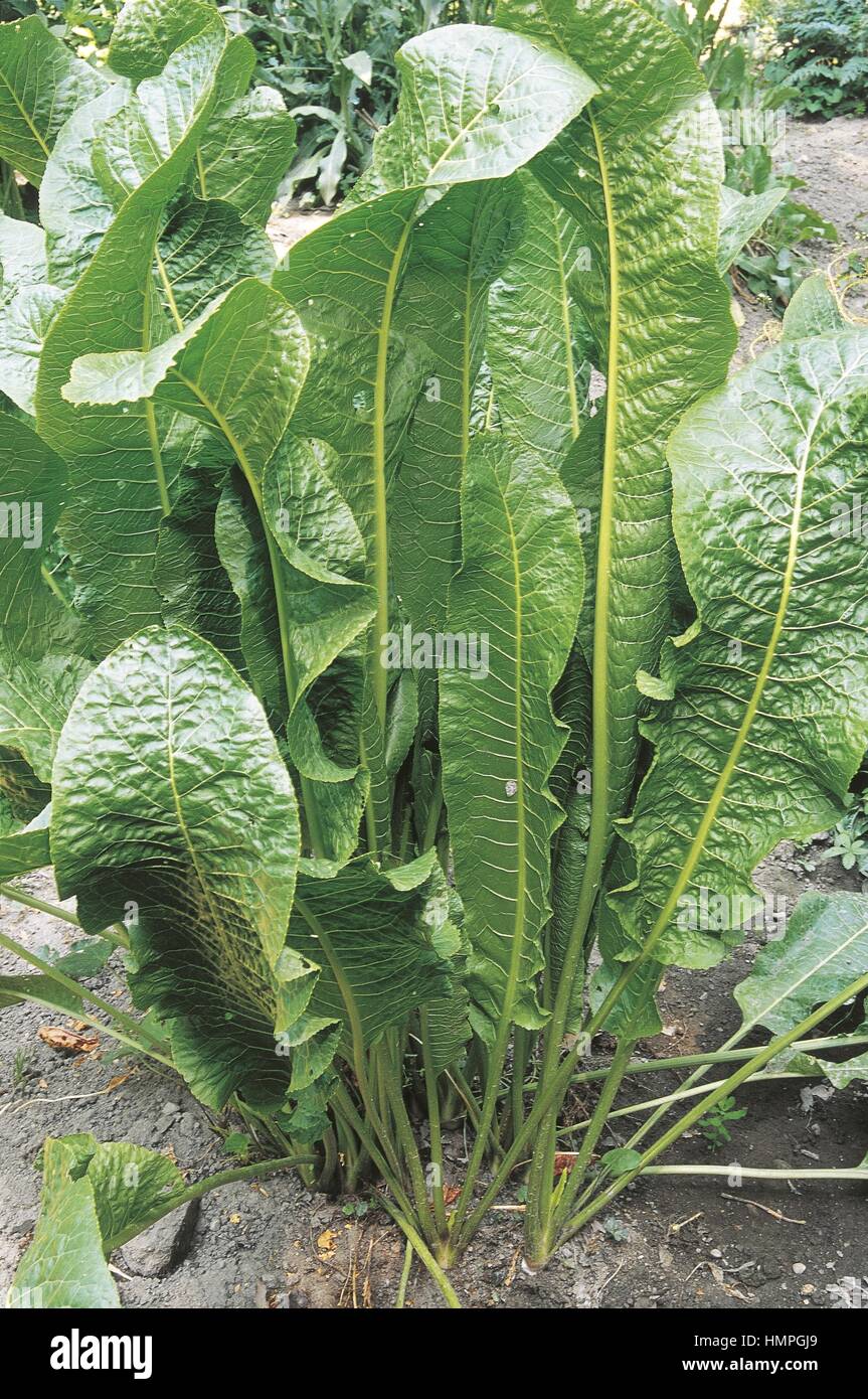 Horseradish (Armoracia rusticana Stock Photo - Alamy