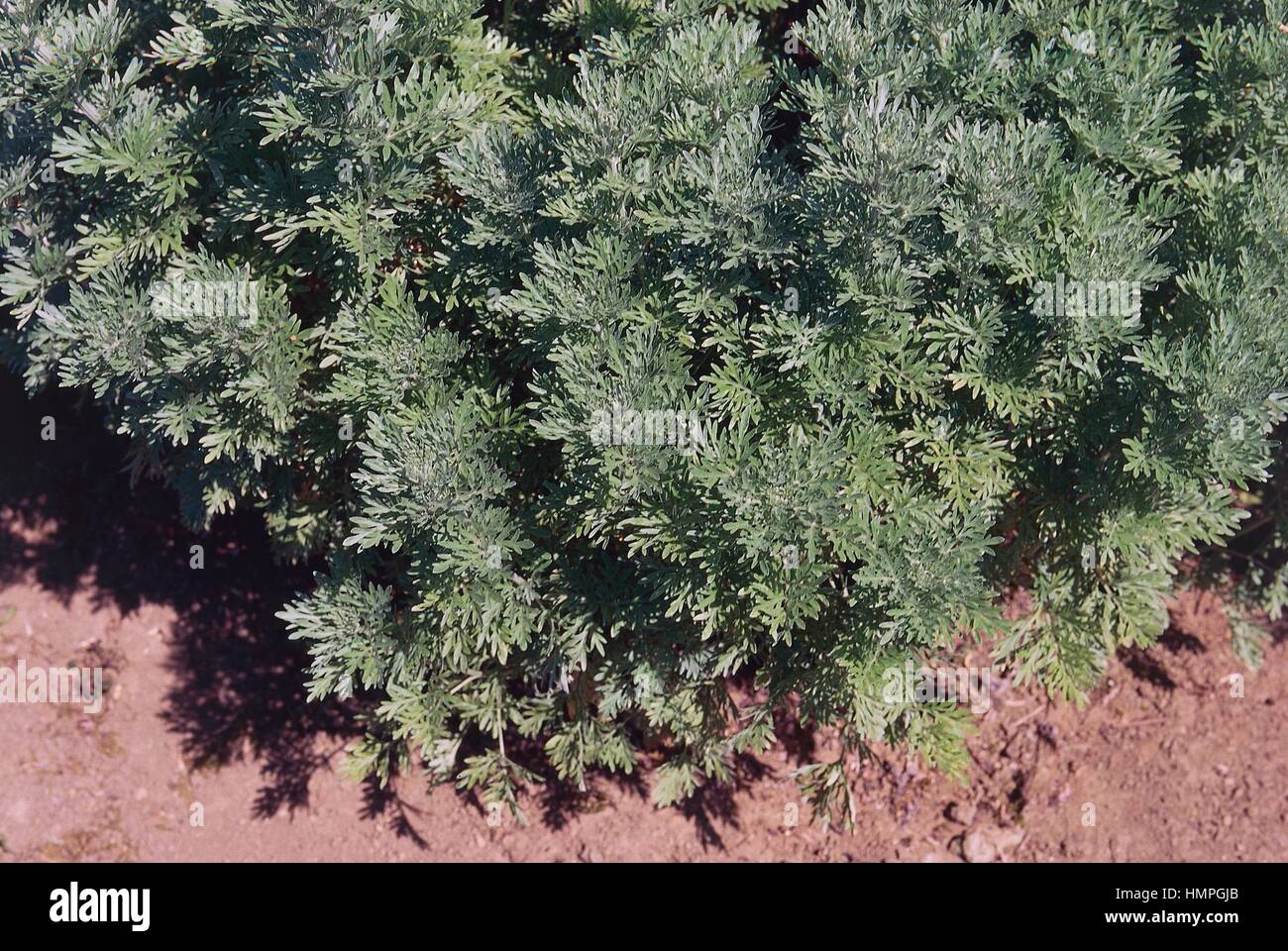 Absinthium (Artemisia absinthium), Asteraceae Stock Photo - Alamy