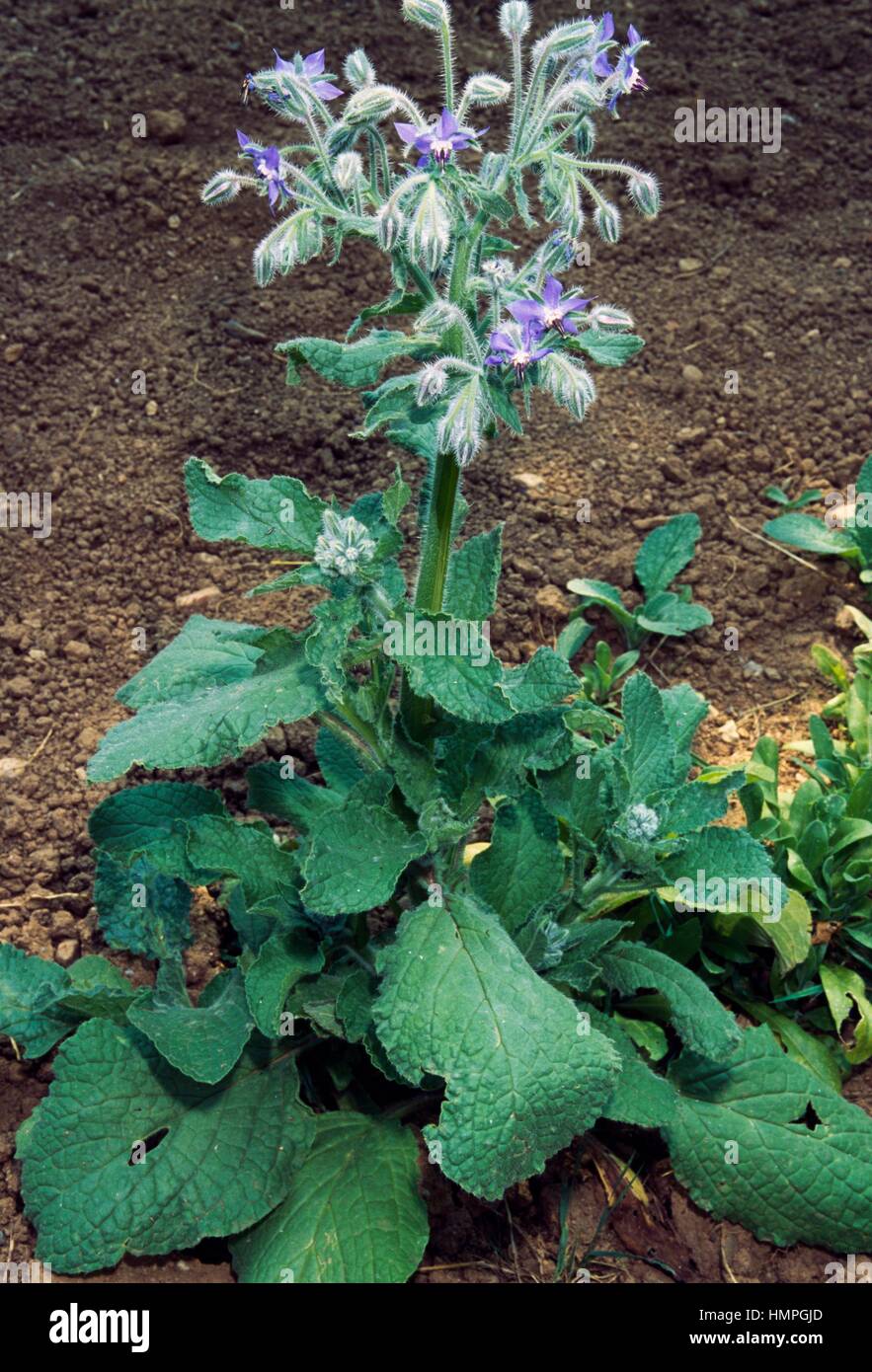 Common borage in bloom (Borago officinalis), Boraginaceae Stock Photo ...
