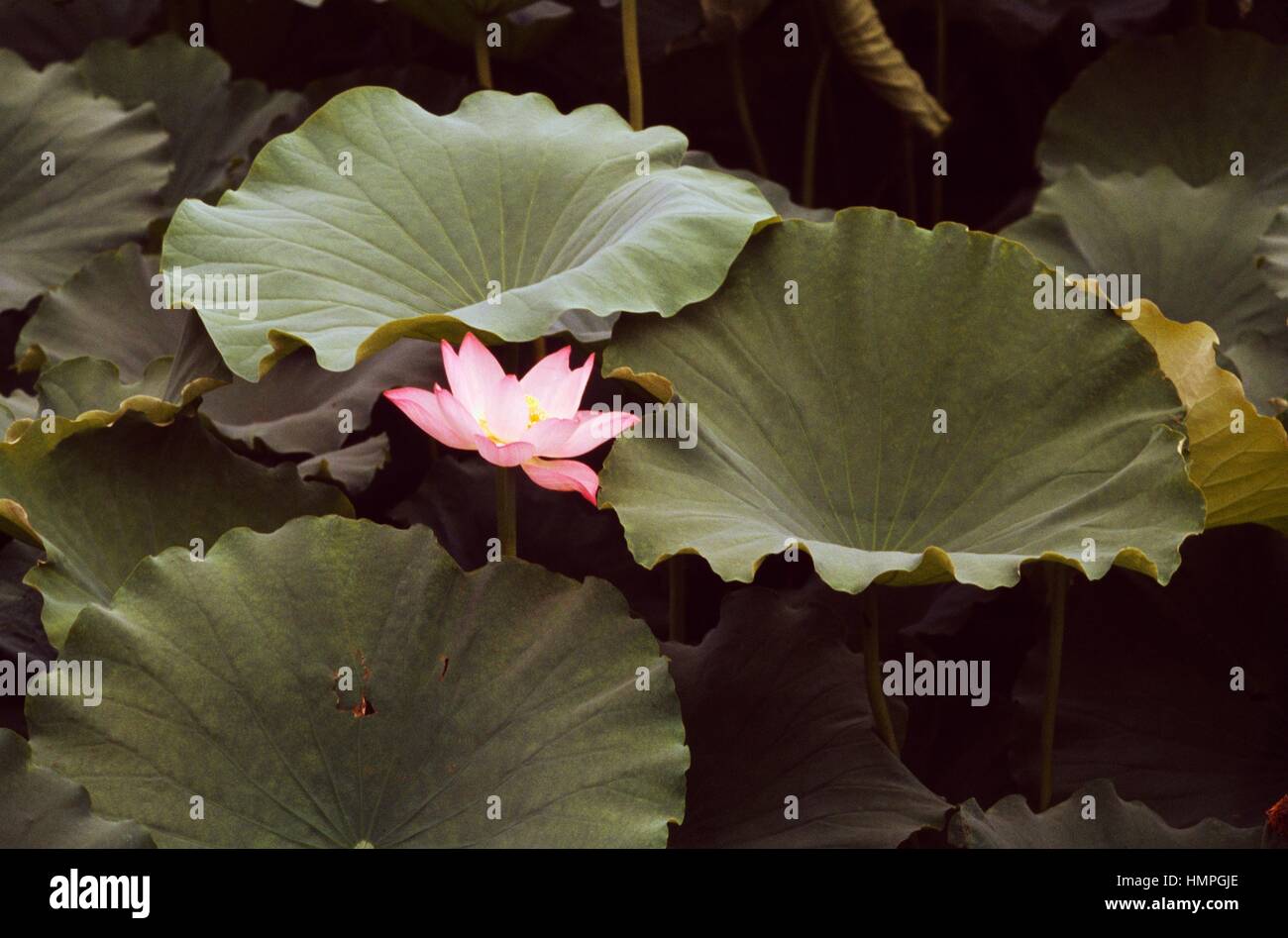 Indian Lotus (Nelumbo nucifera), Nelumbonaceae Stock Photo - Alamy