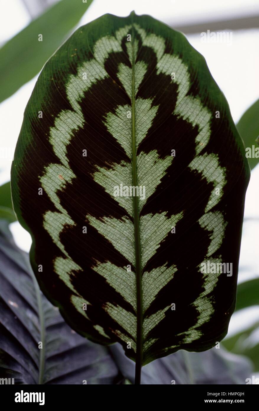 Calathea veitchiana, Marantaceae Stock Photo - Alamy