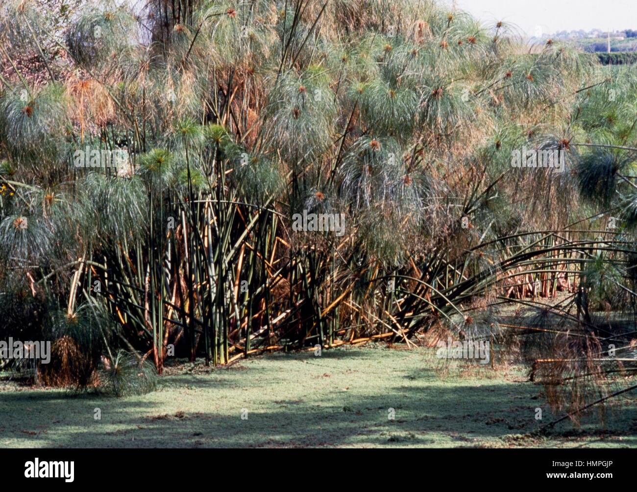 Papyrus at the mouth the ciane river hi-res stock photography and ...