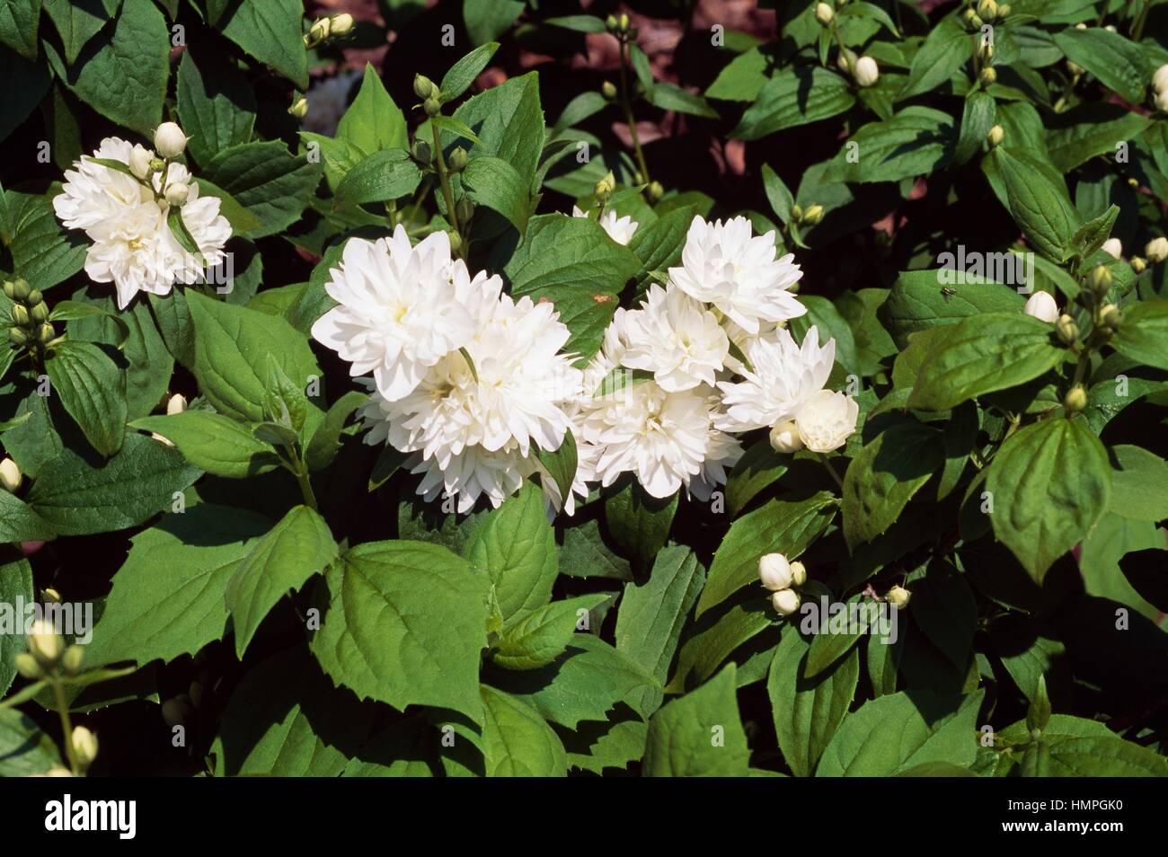 Mock orange (Philadelphus Miniature), Hydrangeaceae Stock Photo - Alamy