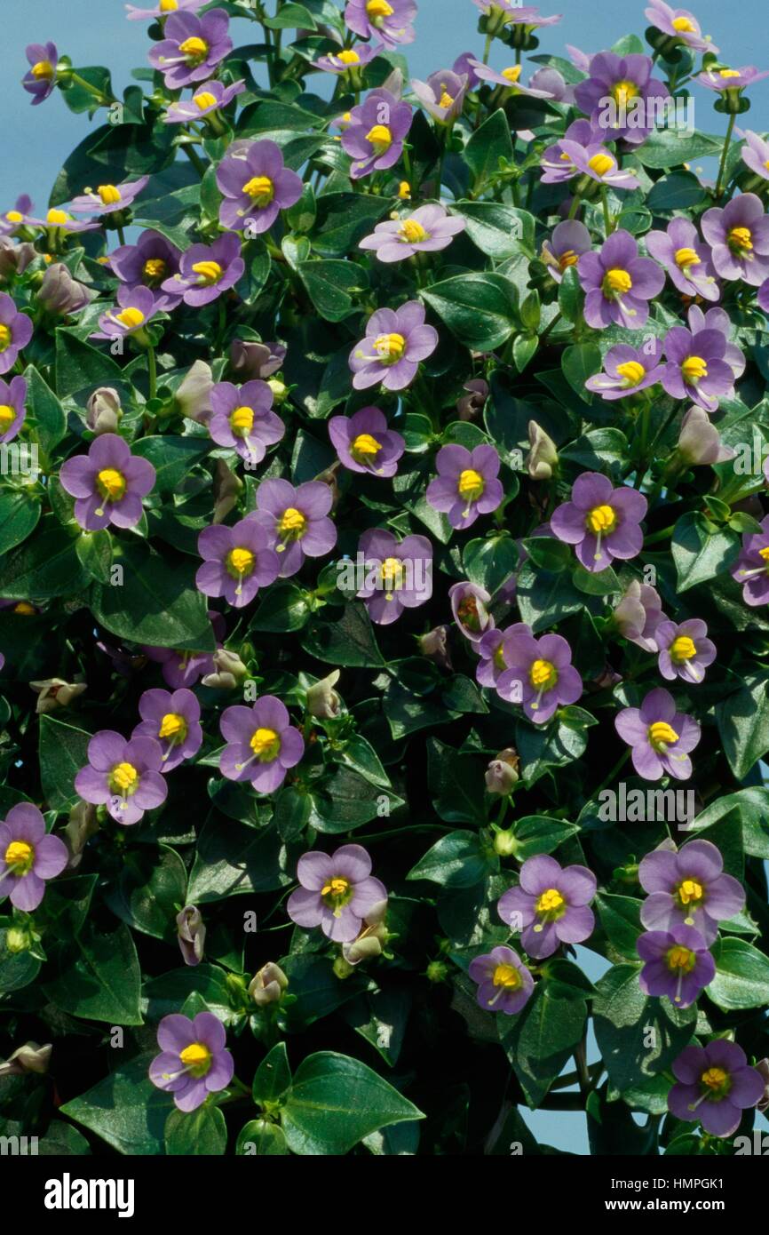 Persian Violet Exacum Affine High Resolution Stock Photography and ...