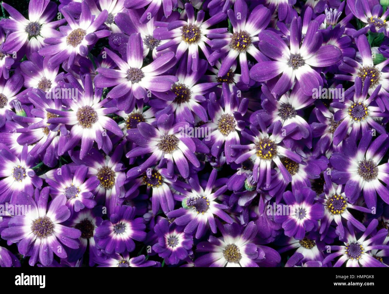 Cineraria (Senecio cruentus, Pericallis cruenta or Pericallis x hybrida ...