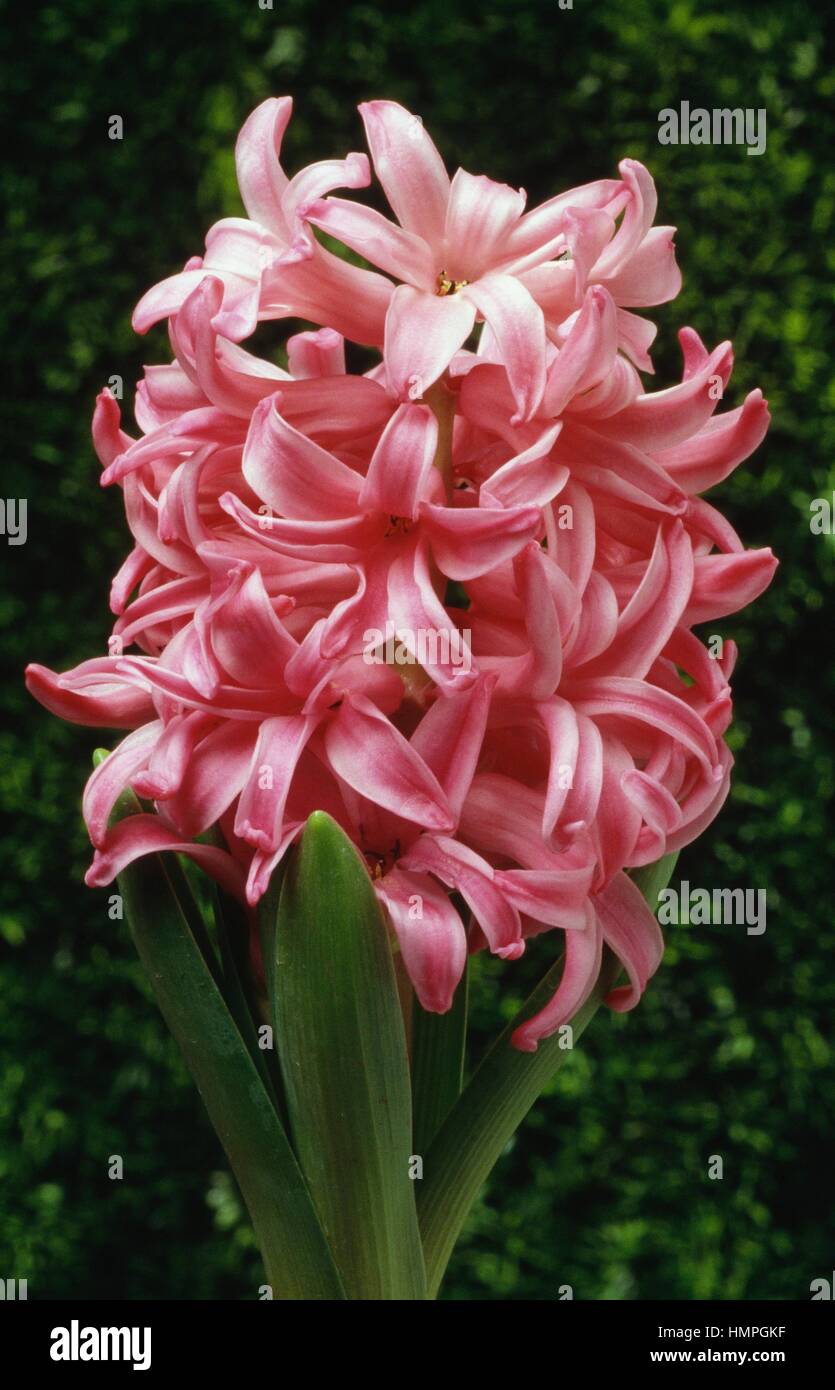 Garden hyacinth or Common hyacinth (Hyacinthus orientalis ...