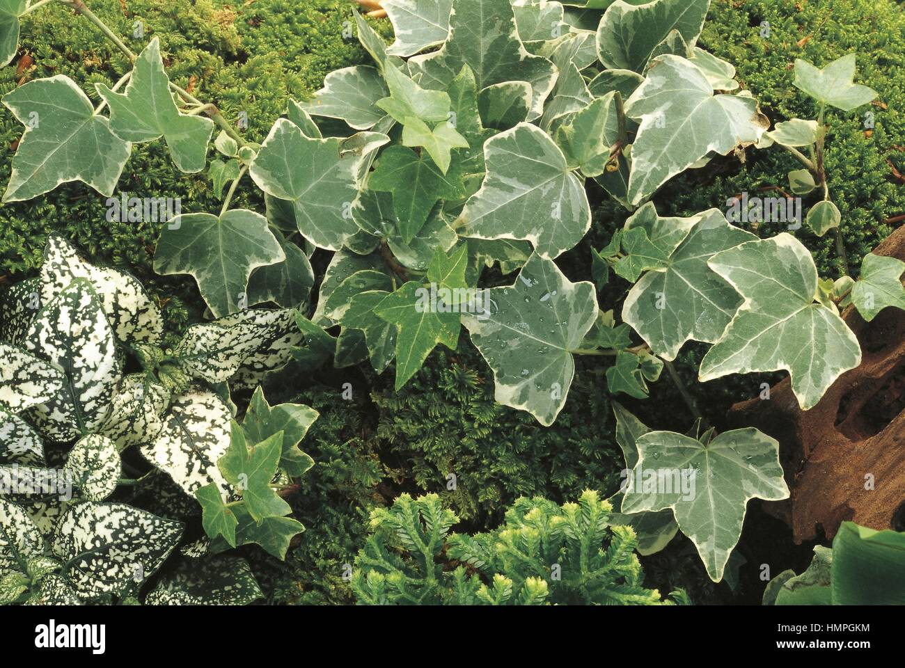 Common Ivy (Hedera helix Stock Photo - Alamy