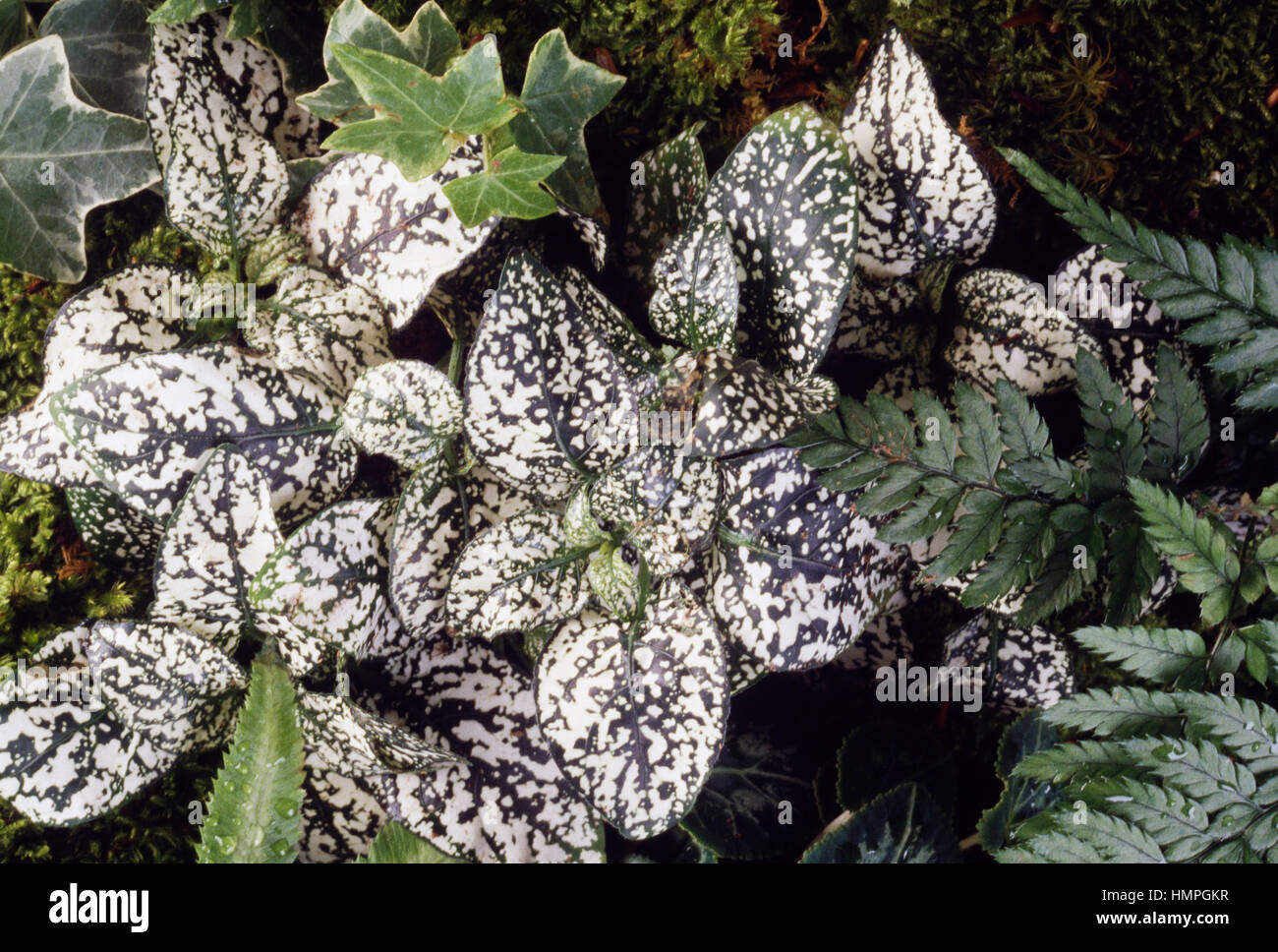 Hypoestes plant hi-res stock photography and images - Alamy