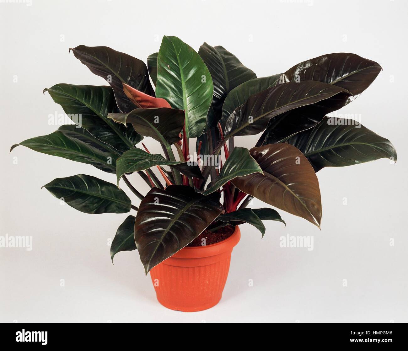 Philodendron Imperial Red