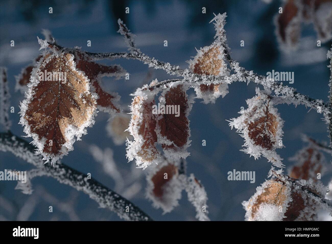Botany trees fagaceae european hi-res stock photography and images - Alamy