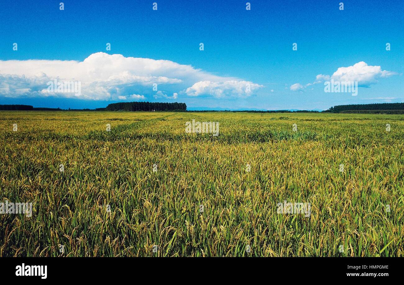 Rural lomellina hi-res stock photography and images - Alamy