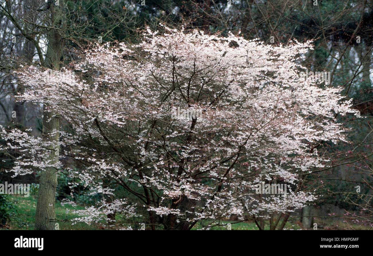 Higan cherry (Prunus subhirtella), Rosaceae Stock Photo - Alamy