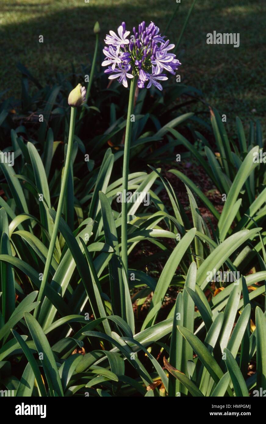 Common Agapanthus or Blue Lily (Agapanthus praecox), Amaryllidaceae ...