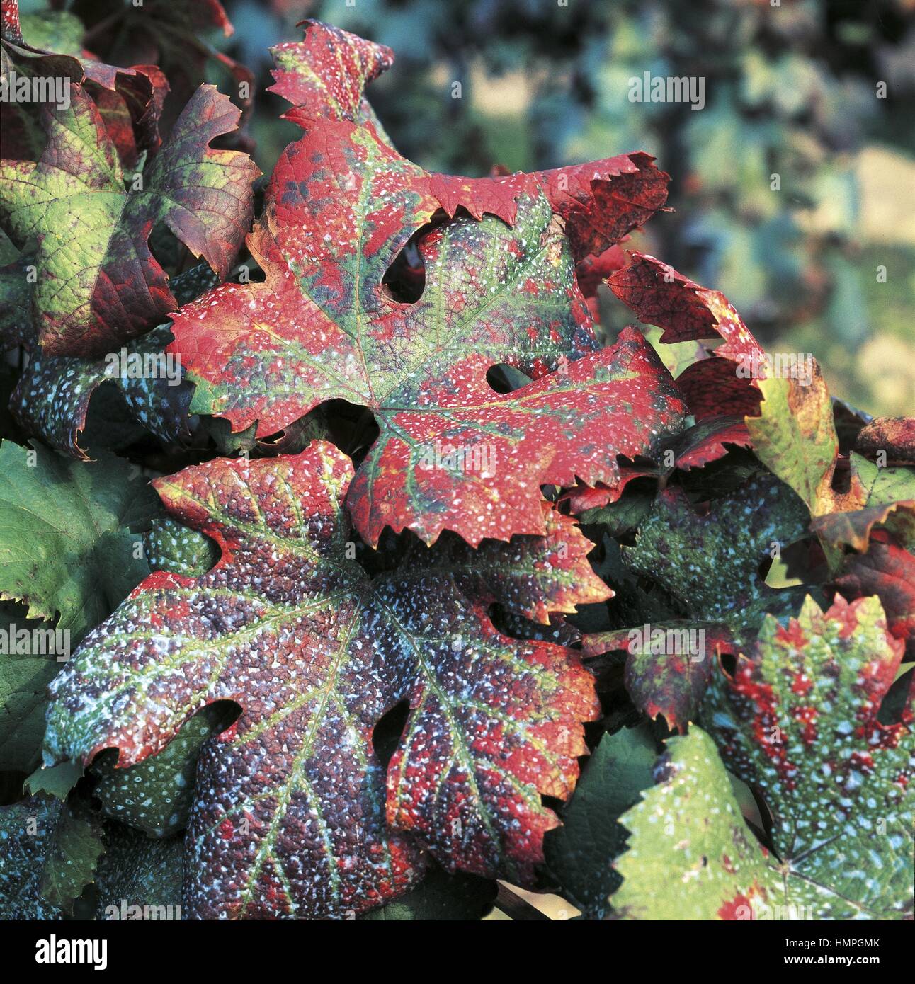 Botany - Vitaceae - Common Grape Vine (Vitis vinifera) leaves after ...