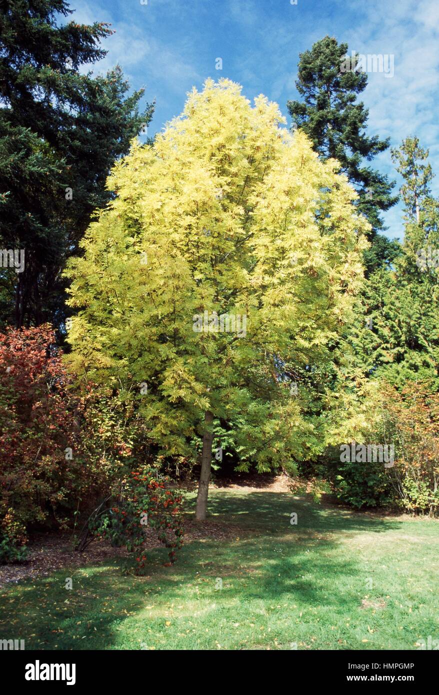 Golden ash fraxinus excelsior aurea hi-res stock photography and images ...