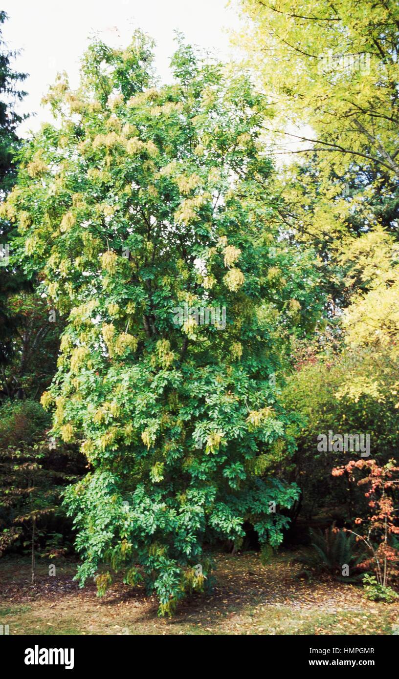 Manna Ash or Flowering Ash (Fraxinus ornus), Oleaceae Stock Photo - Alamy