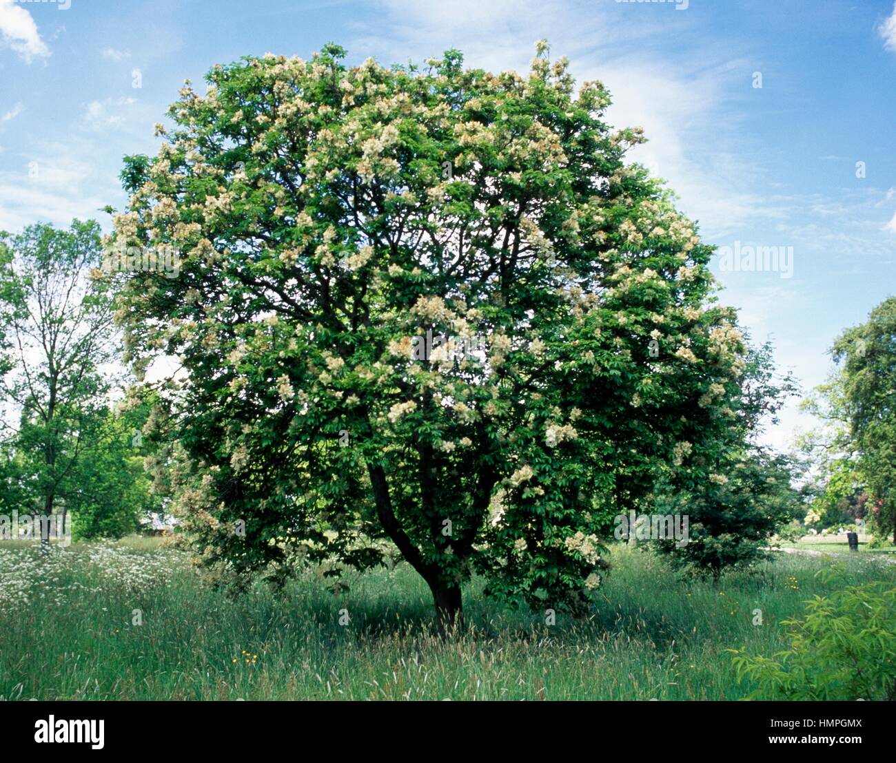 Manna Ash (Fraxinus ornus), Oleaceae Stock Photo - Alamy