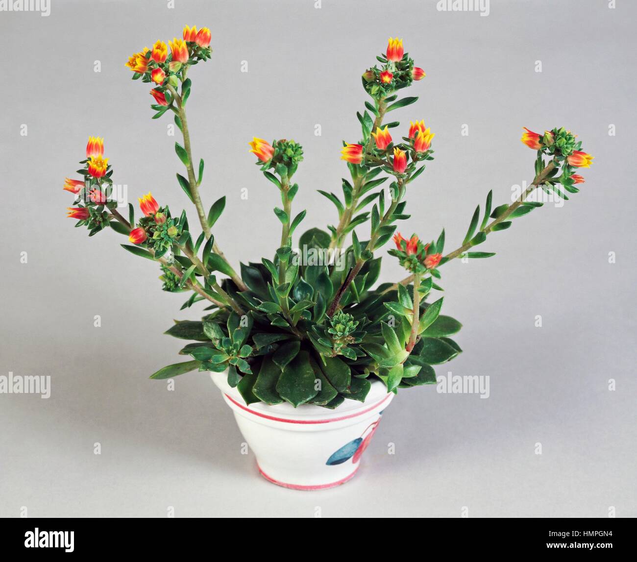 Mexican firecracker (Echeveria setosa), Crassulaceae Stock Photo - Alamy