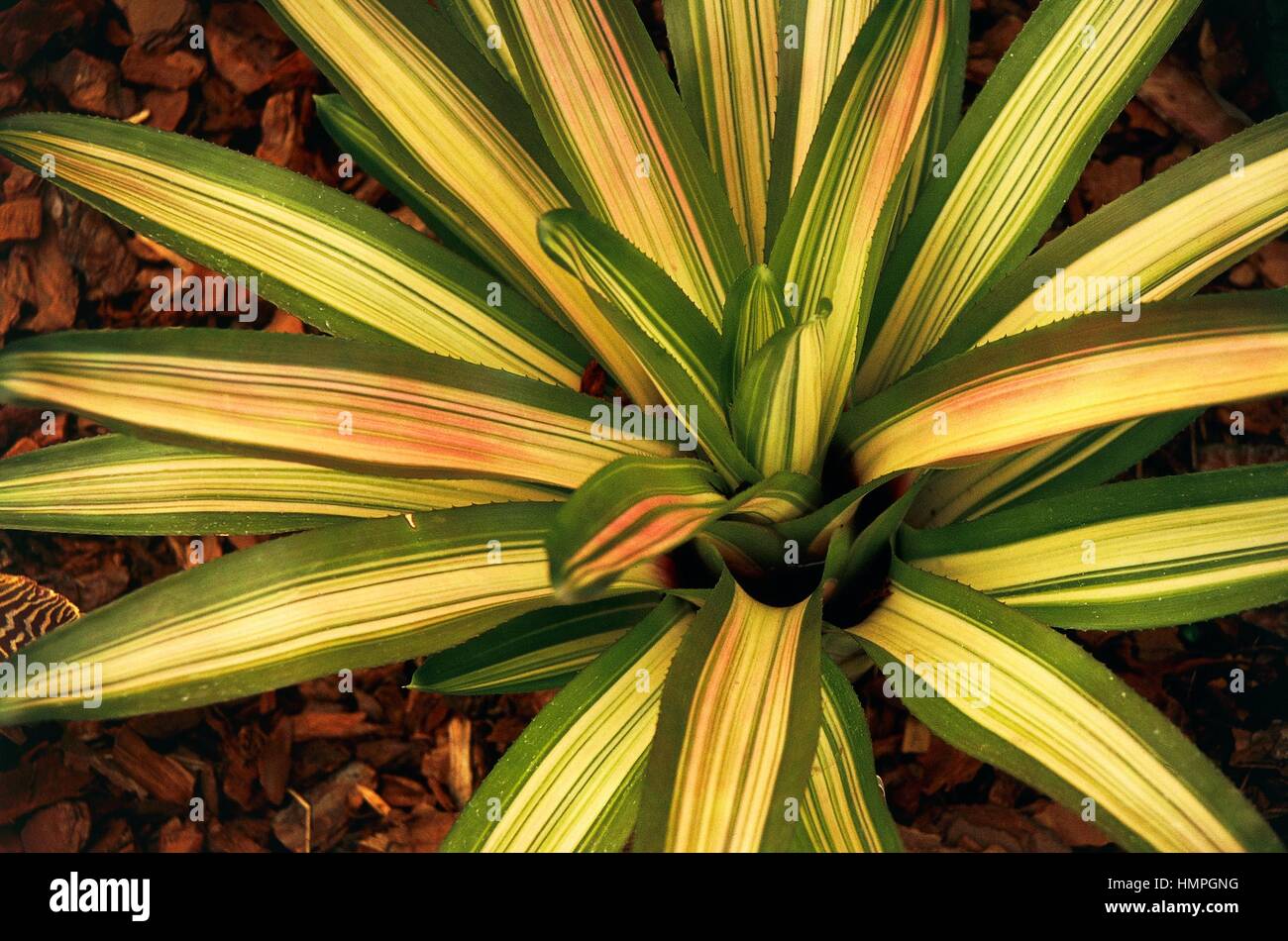 Blushing bromeliad (Neoregelia carolinae Tricolor Perfecta ...