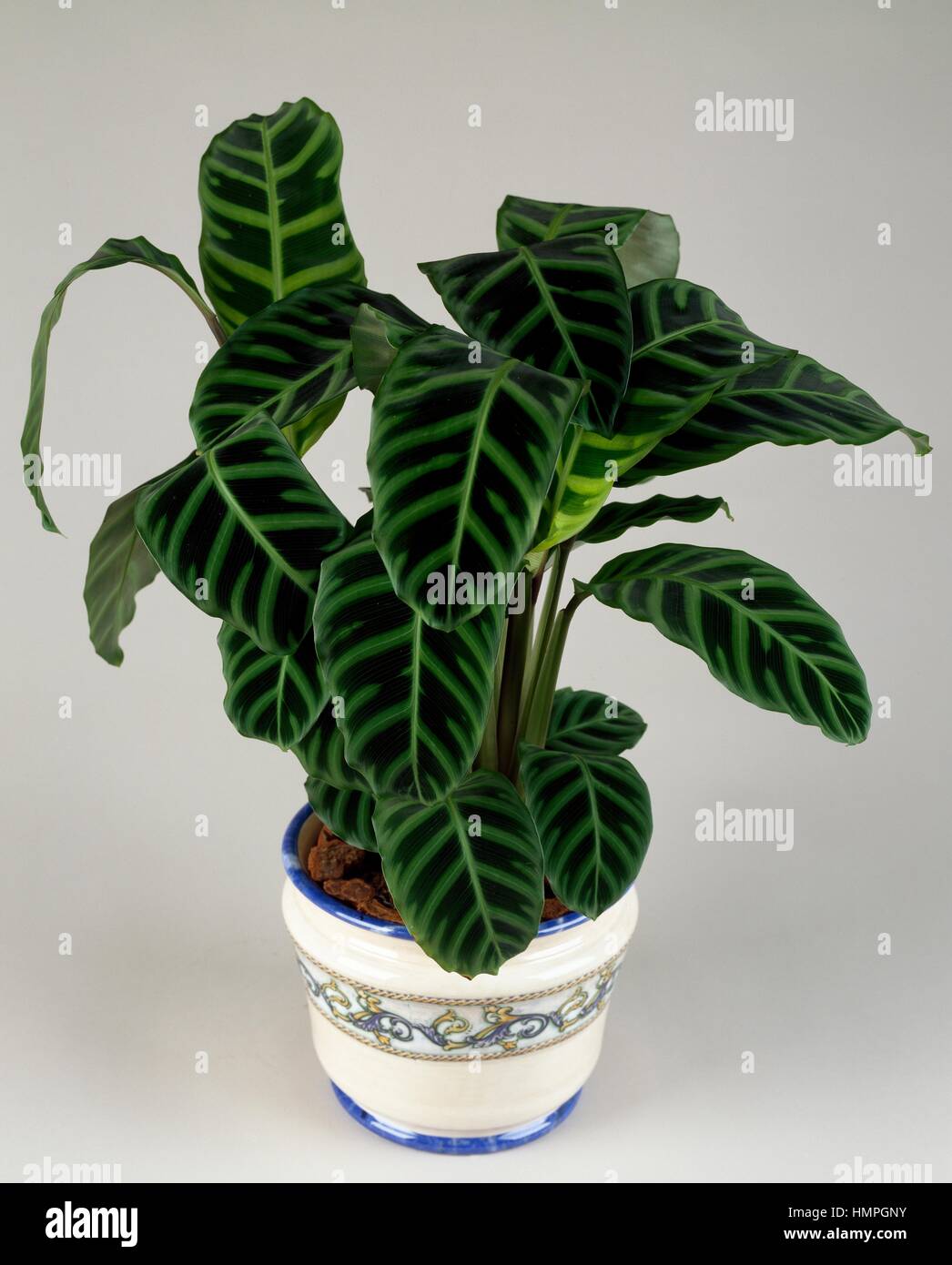 Calathea (Calathea lubresi), Marantaceae Stock Photo - Alamy