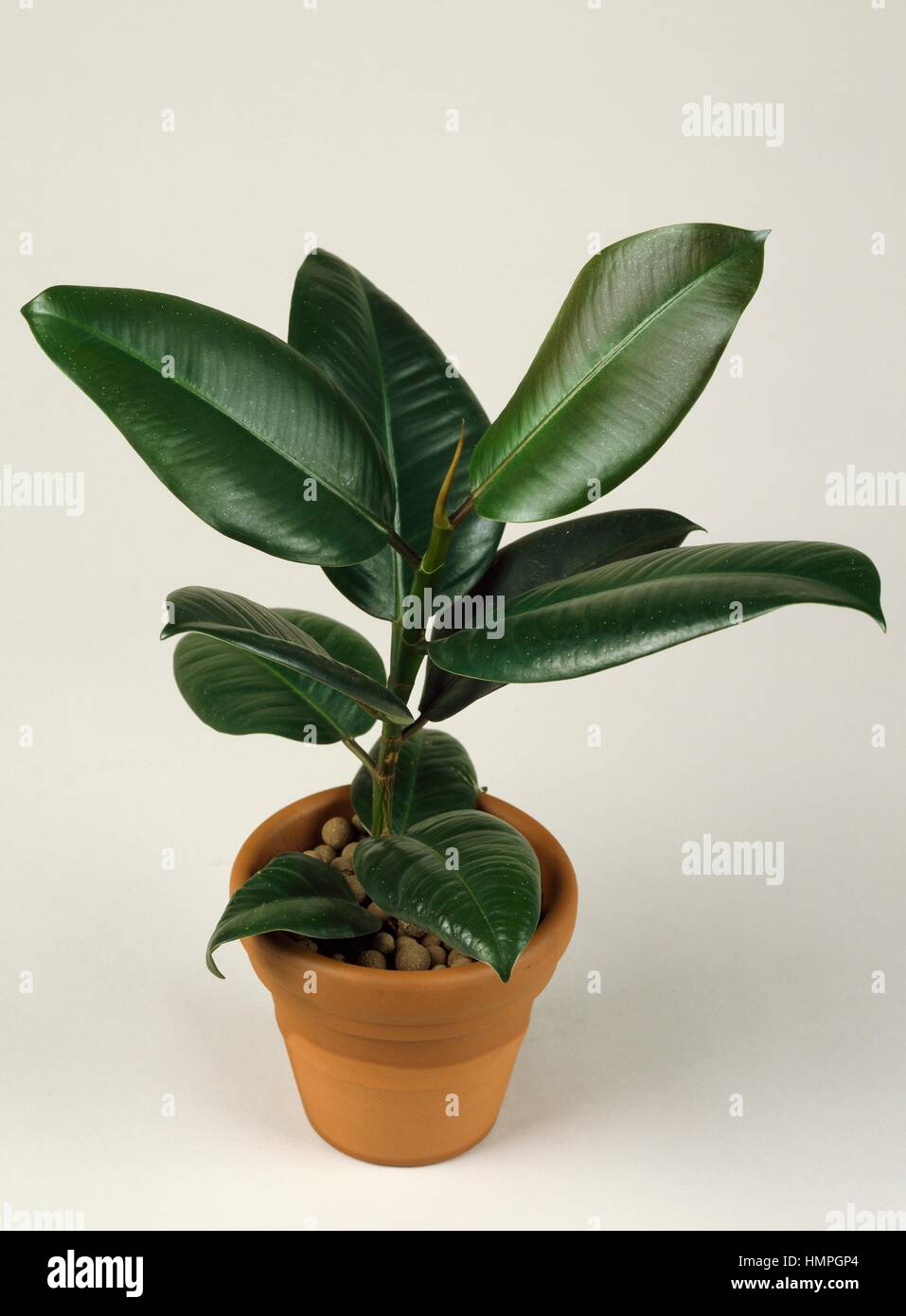 Indian rubber fig (Ficus elastica Sofia), Moraceae Stock Photo - Alamy