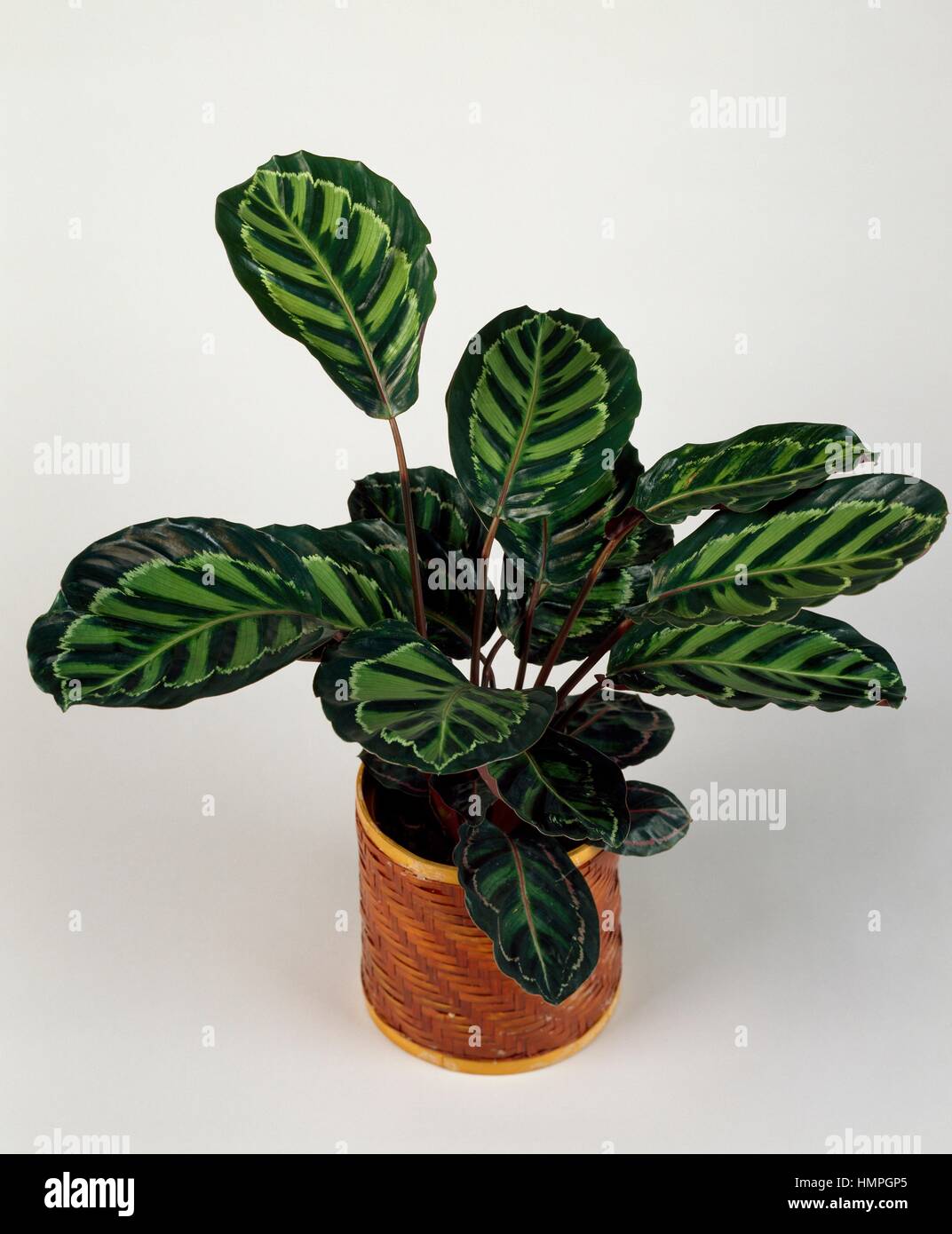 Calathea (Calathea alberti), Marantaceae Stock Photo - Alamy