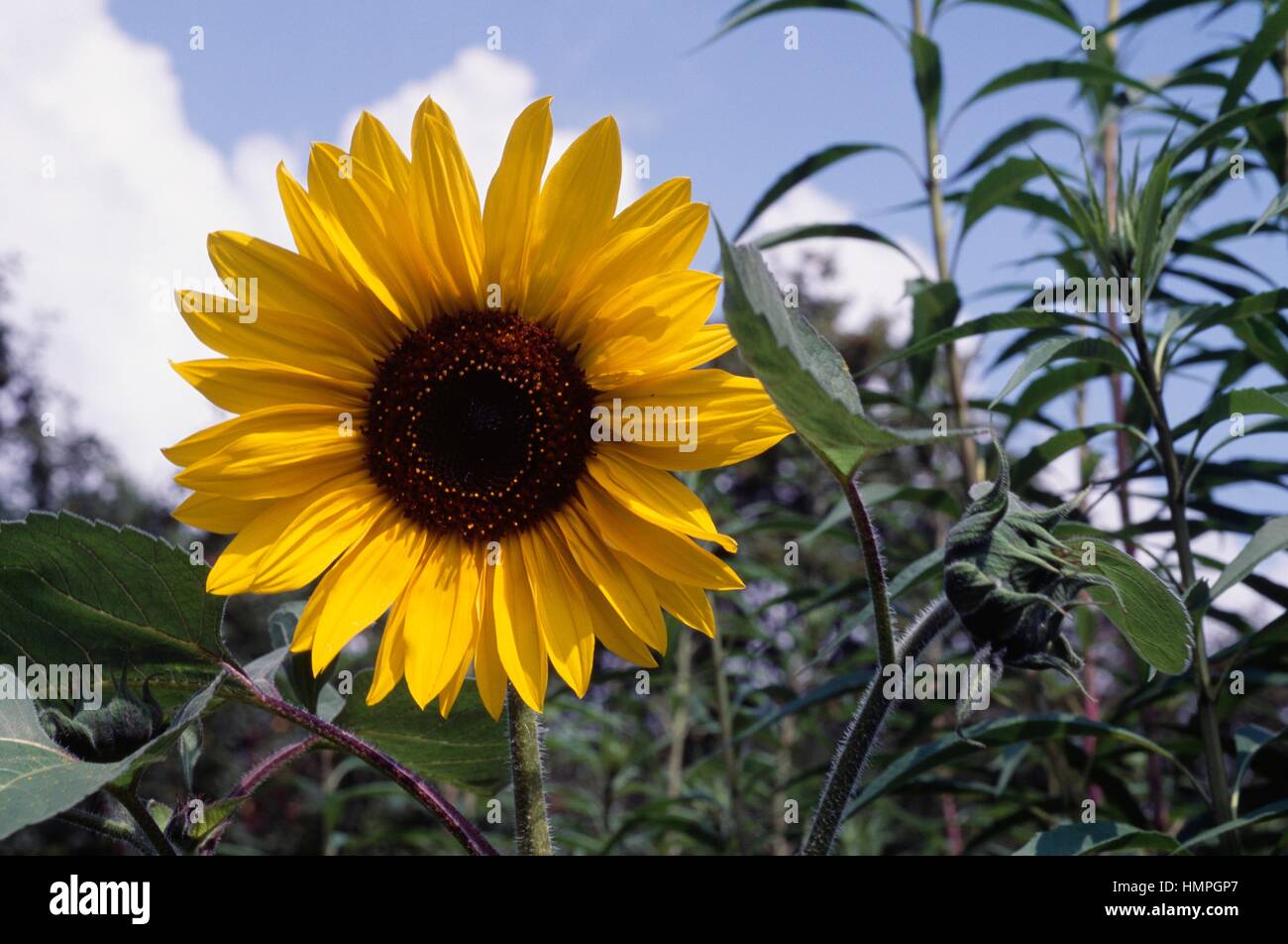 Sunflower (Helianthus annuus), Asteraceae Stock Photo - Alamy