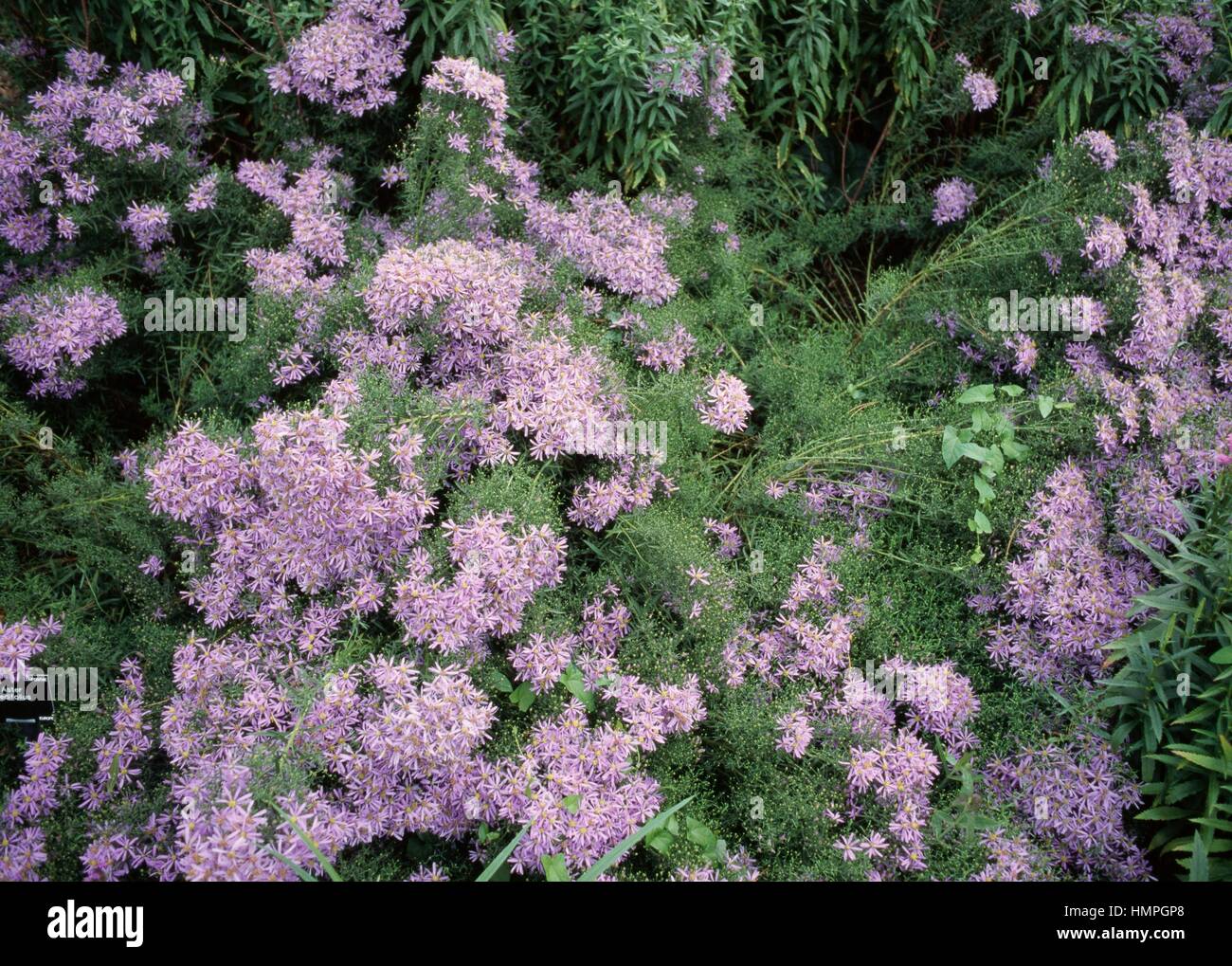Aster sedifolius acris hi-res stock photography and images - Alamy