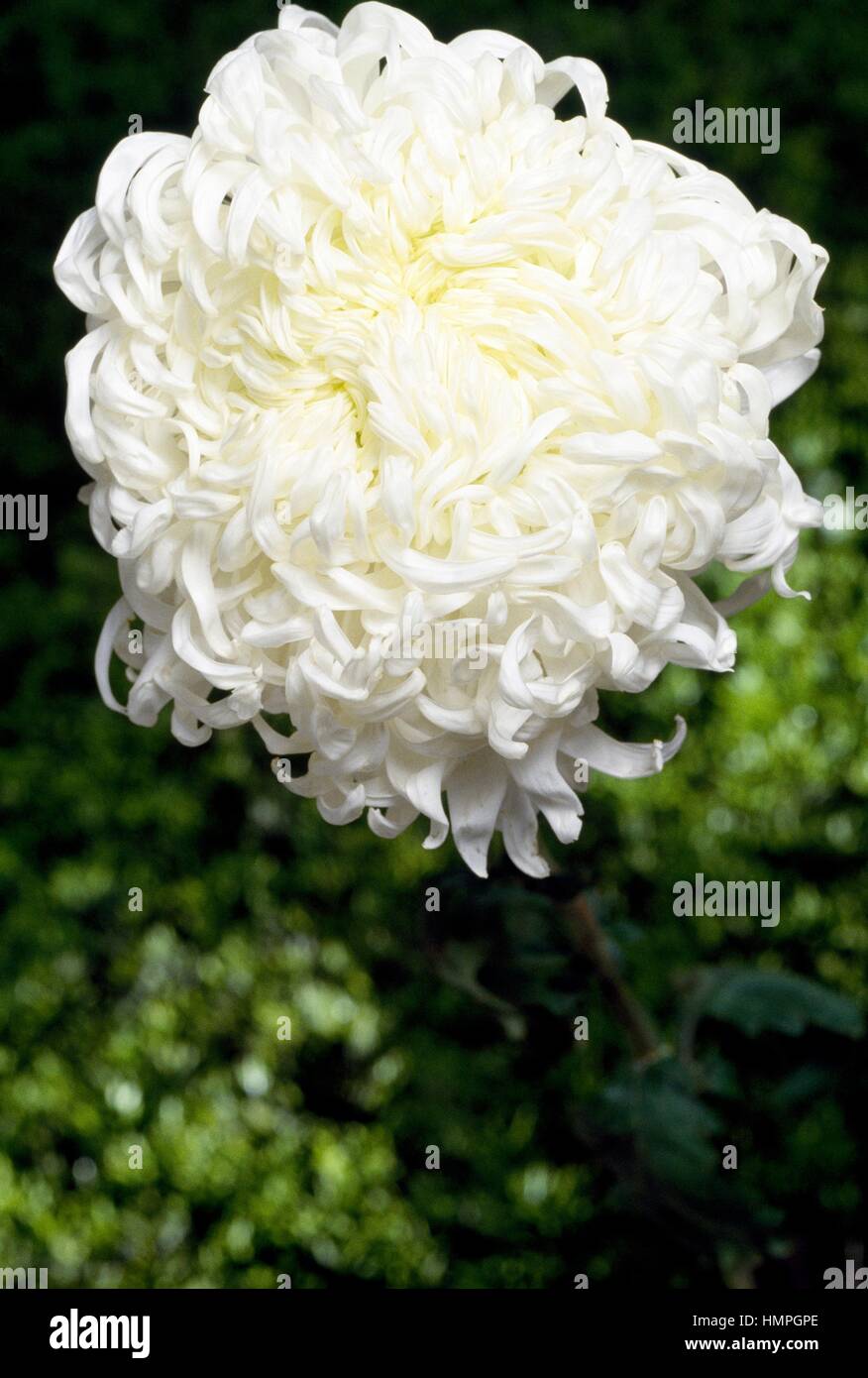Chrysanthemum sp in flower hi-res stock photography and images - Alamy