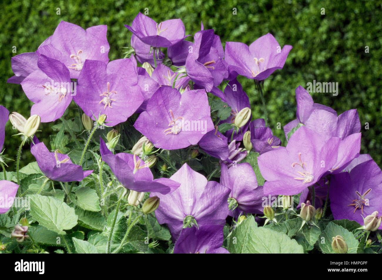 Carpathian bellflower (Campanula carpatica dark), Campanulaceae Stock ...
