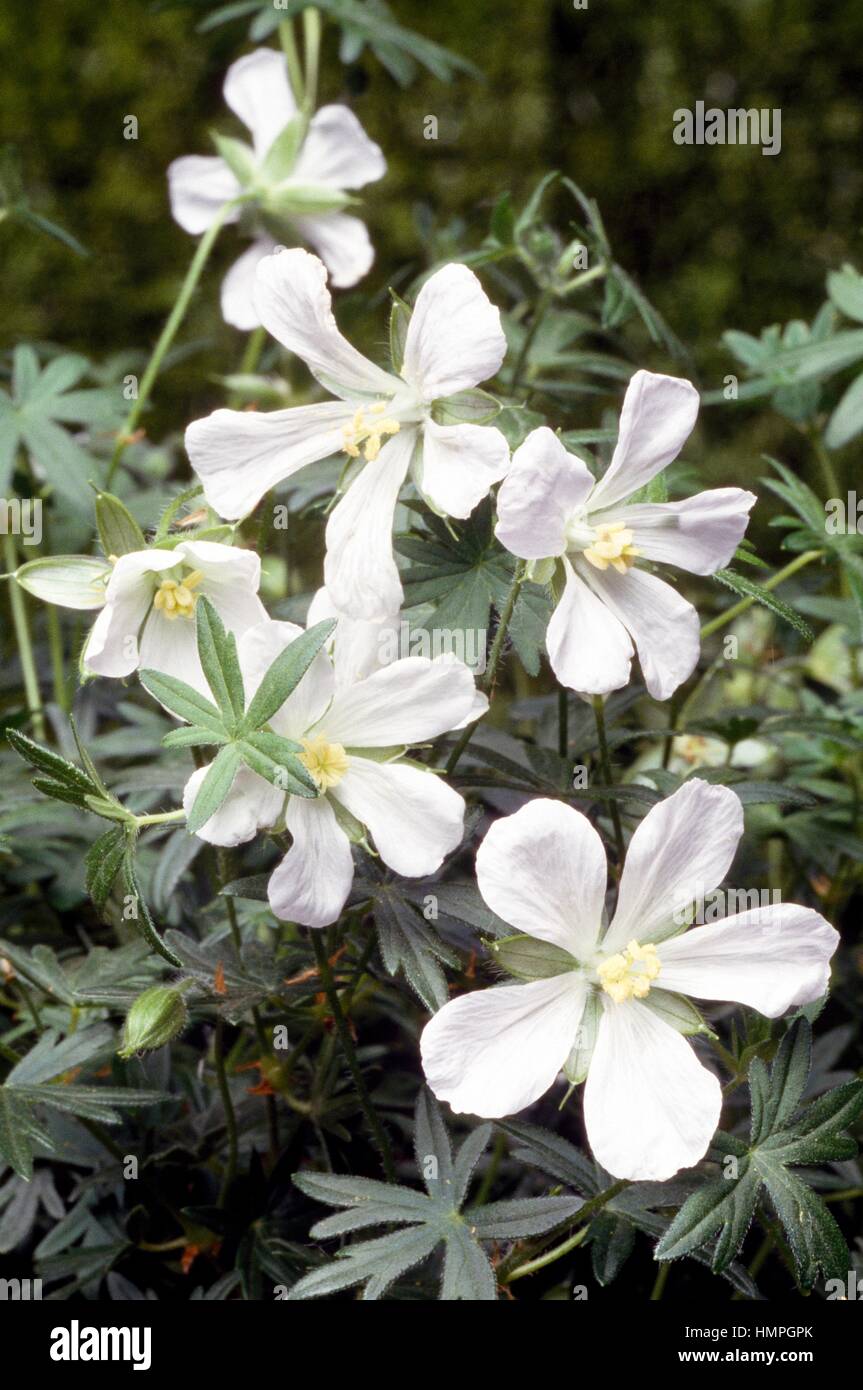 Bloody crane's bill or Bloody geranium (Geranium sanguineum ...
